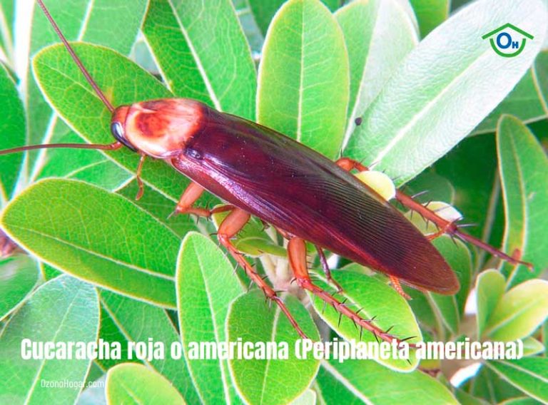 Cómo Eliminar Cucarachas en Casa | Guía Definitiva