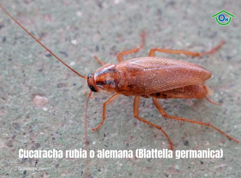 Cómo Eliminar Cucarachas en Casa | Guía Definitiva