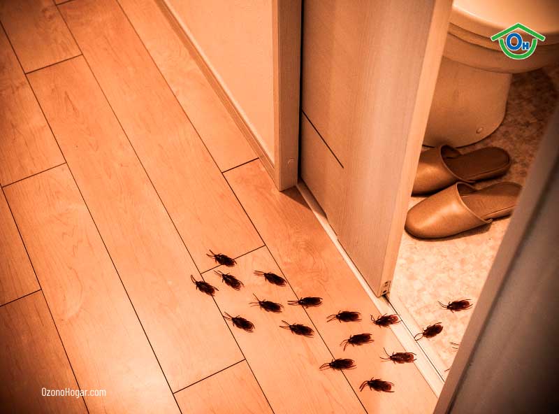 Cómo Eliminar Cucarachas en Casa | Guía Definitiva