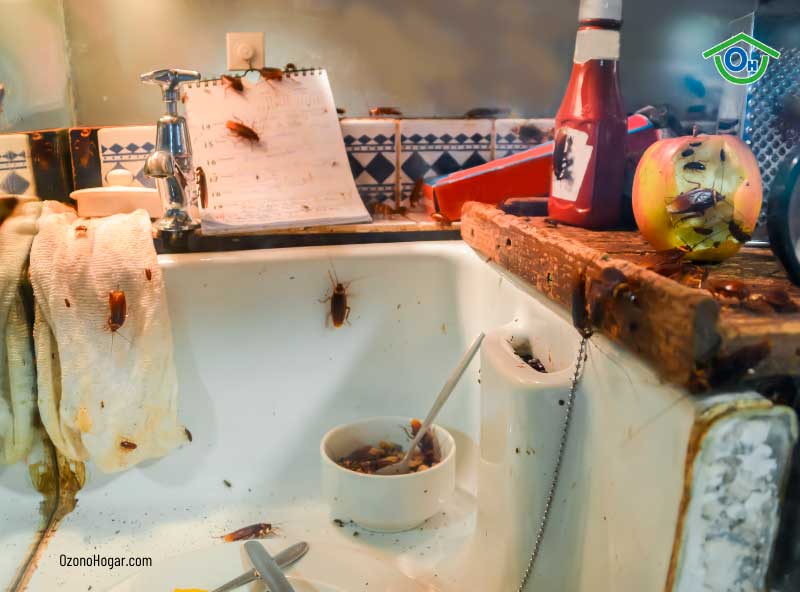 Cómo Eliminar Cucarachas en Casa | Guía Definitiva