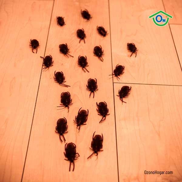 Cómo Eliminar Cucarachas en Casa | Guía Definitiva